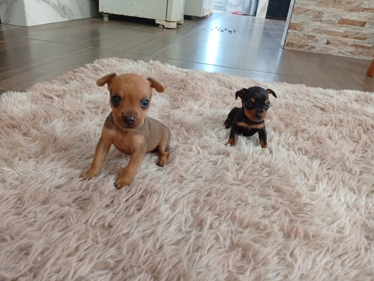 "pinscher 00 miniatura" - Cachorros no Brasil