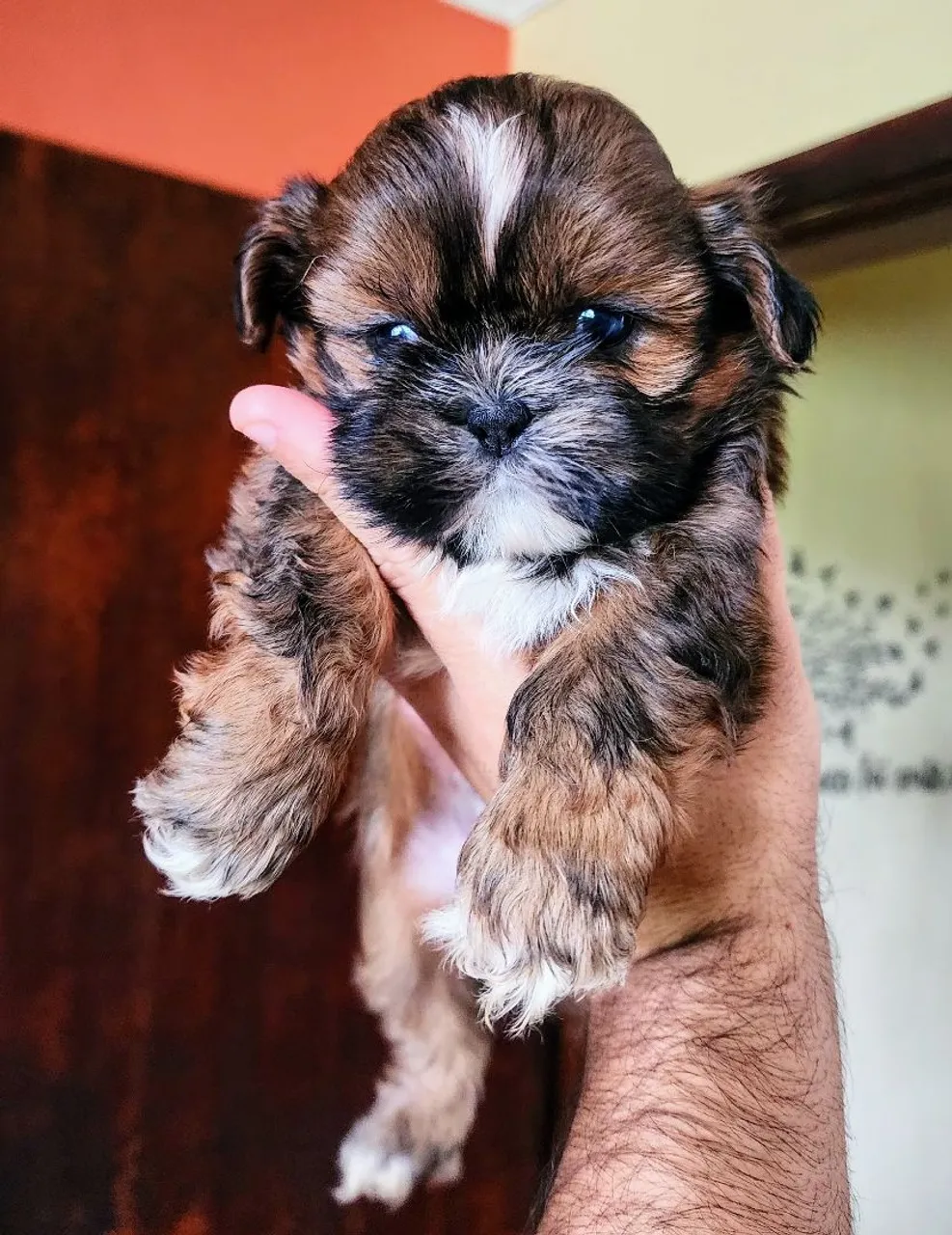"filhotes de shih tzu" - Cachorros no Brasil