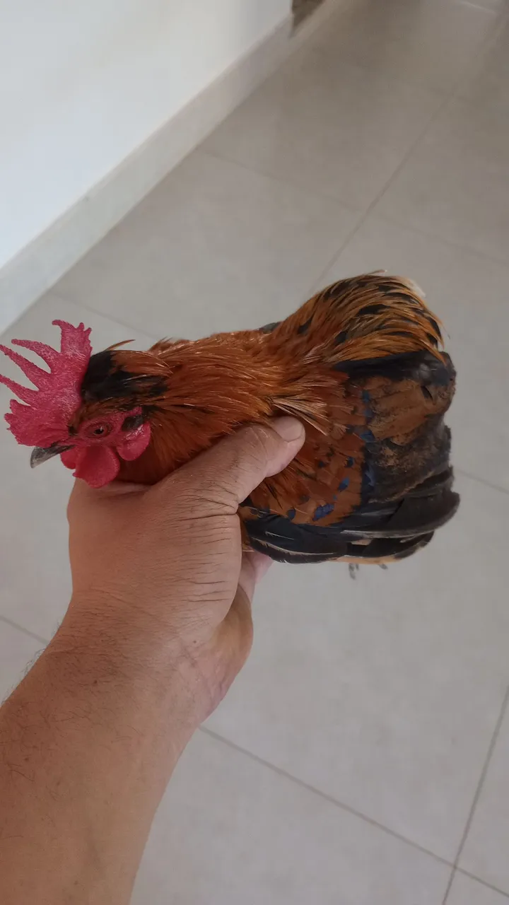 "mini garnizes" no Brasil