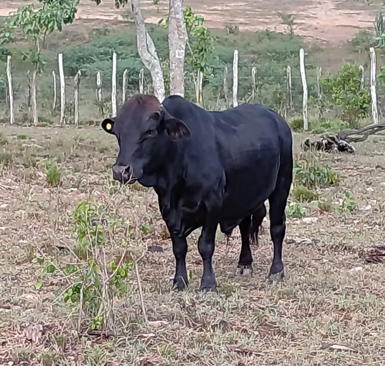 "boi mini boi" - Animais para agropecuária no Brasil