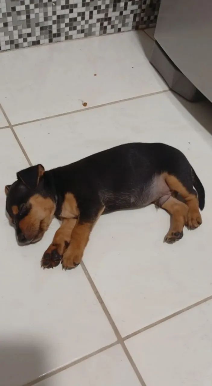Filhote de pinscher 2 - Cachorros - Nossa Senhora de Nazaré, Natal ...