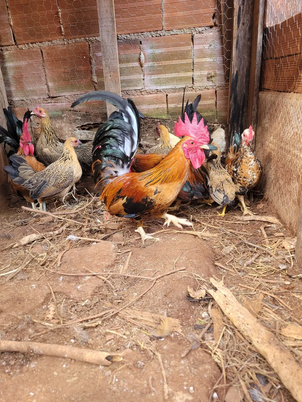 "galinhas garnizes" no Brasil