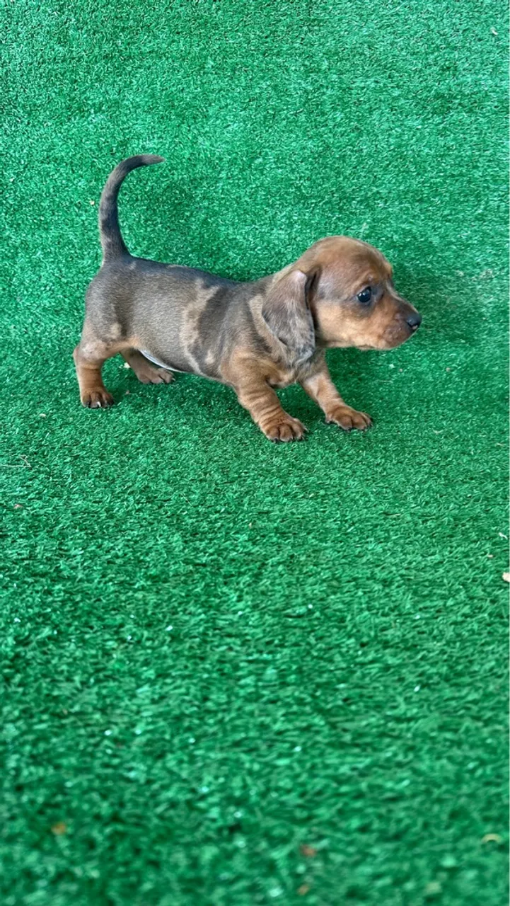 "cachorro cofap" - Cachorros no Brasil