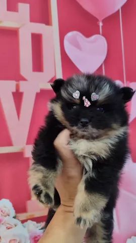 "spitz merle" no Brasil