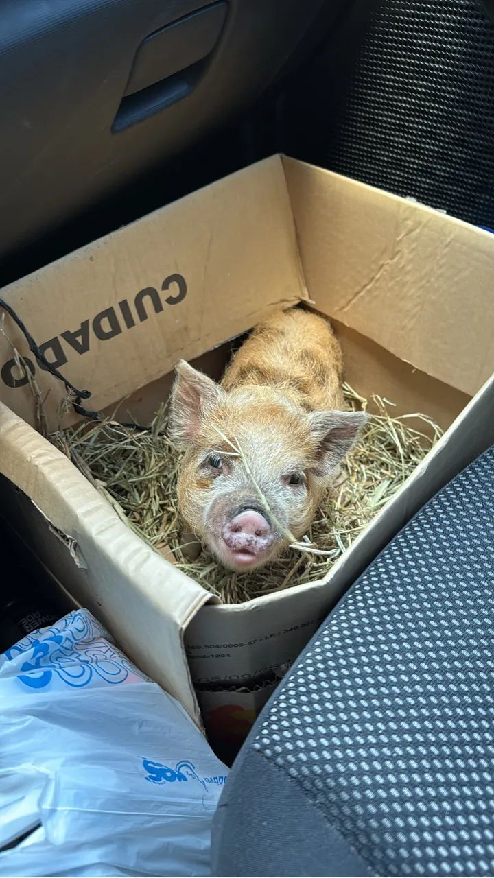 Mini pig mini porco KuneKune - Animais para agropecuária - Chácaras ...