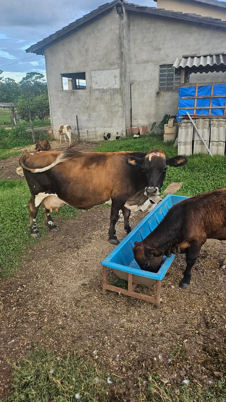 "mini vaca" - Animais para agropecuária no Brasil