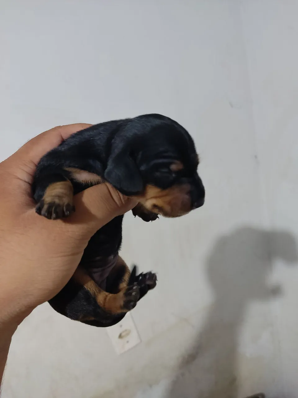 "cachorro cofap" - Cachorros no Brasil