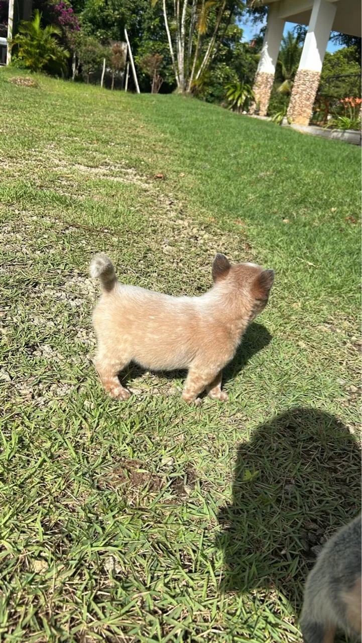 "filhotes de red heeler" - Cachorros no Brasil