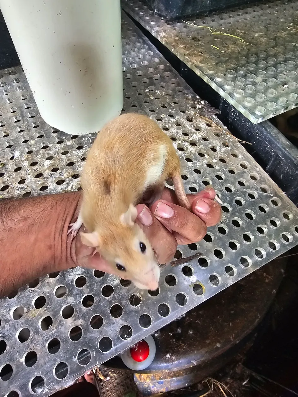 "ratos de estimacao" no Brasil