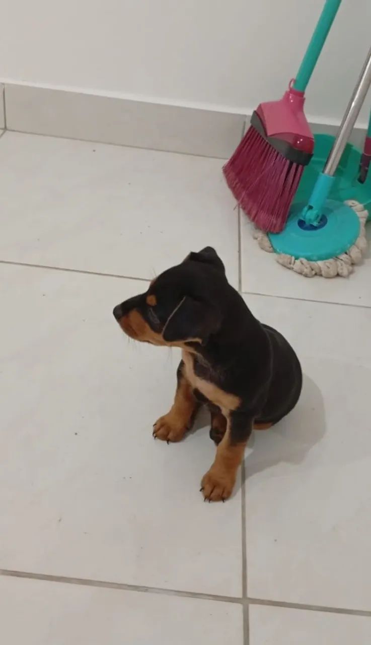 Filhote de pinscher 2 - Cachorros - Nossa Senhora de Nazaré, Natal ...