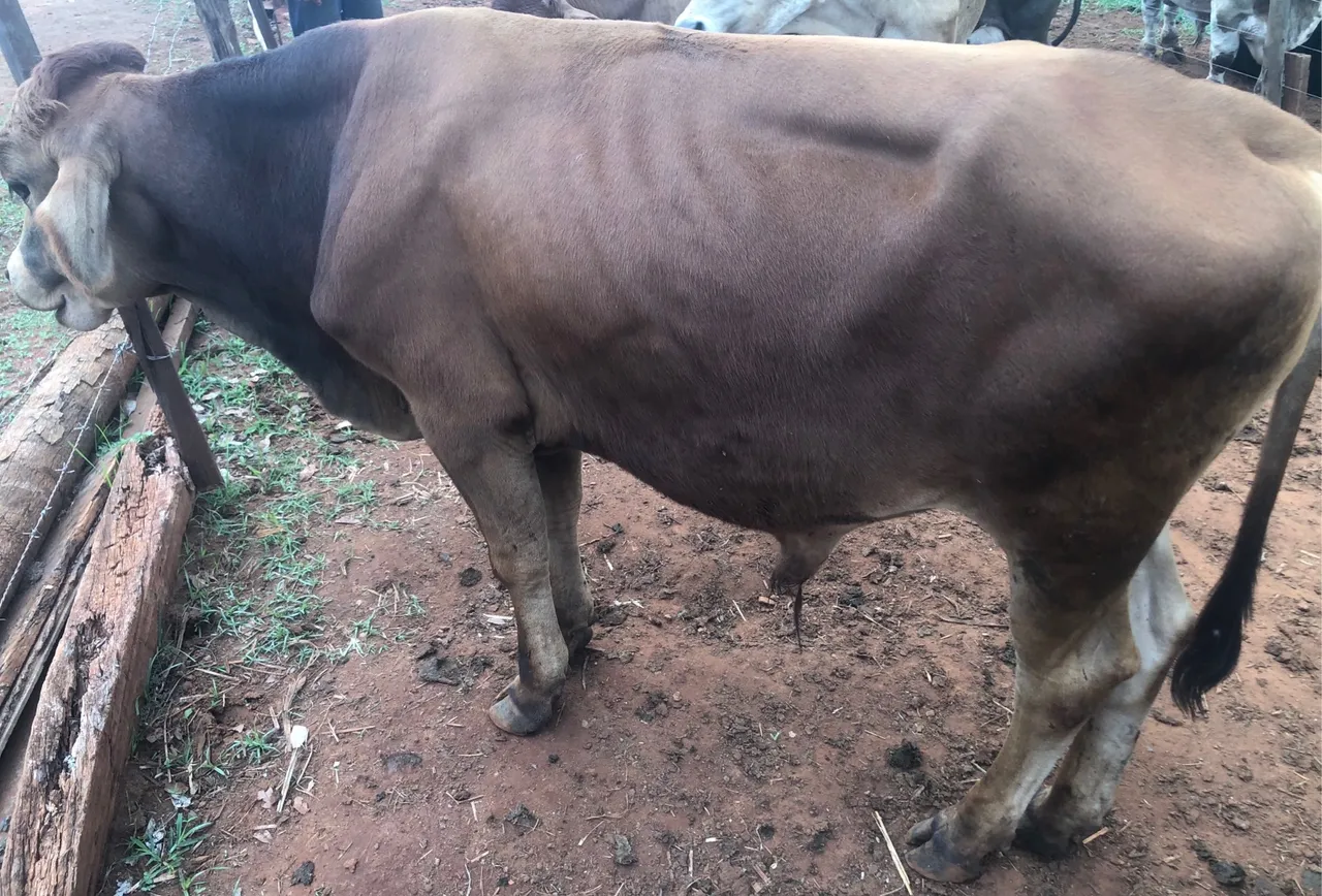 "garrotes" no Brasil