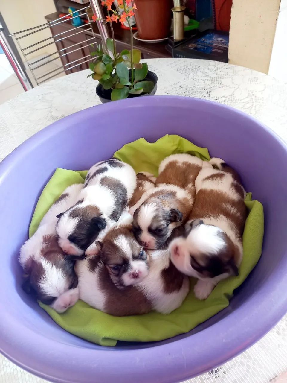 Filhotes de Mini Shih Tzu Puros - Pais com Pedigree - Cachorros ...