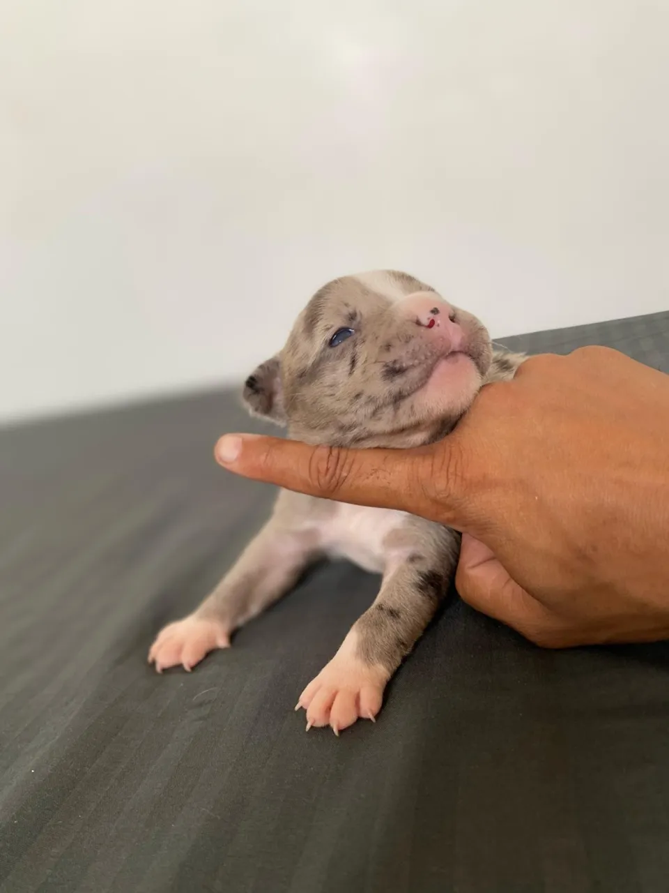 "american bully micro" - Cachorros no Brasil