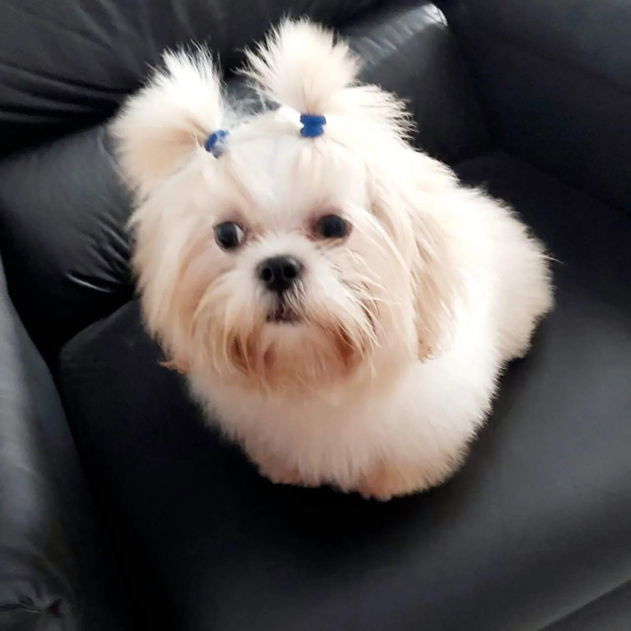 "shih tzu macho" - Cachorros no Brasil
