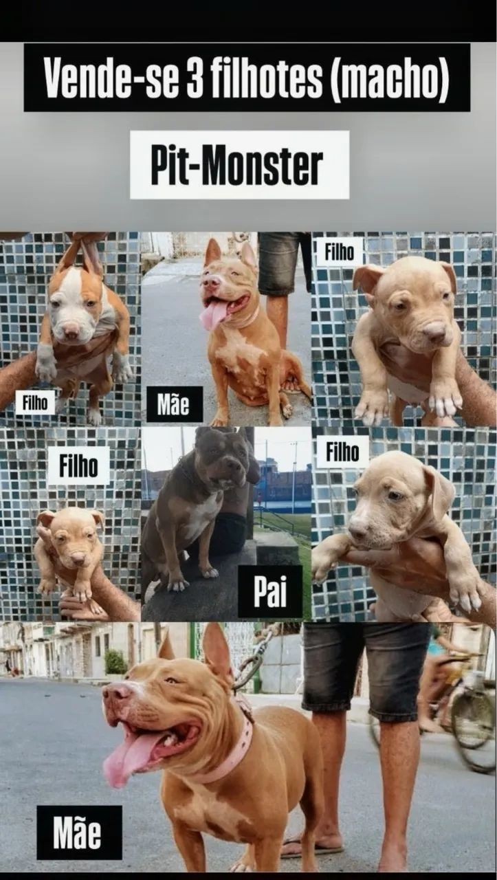 PIT MONSTER - Cachorros - Piatã, Salvador 1504722100 | OLX