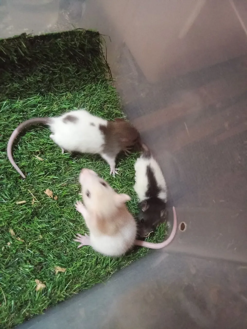 "rato twister venda" - Roedores no Brasil