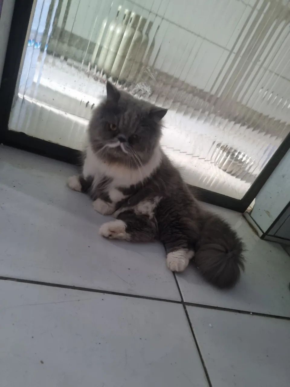 Gato persa cimza - Gatos - Nova Cidade, Manaus 1465124595 | OLX