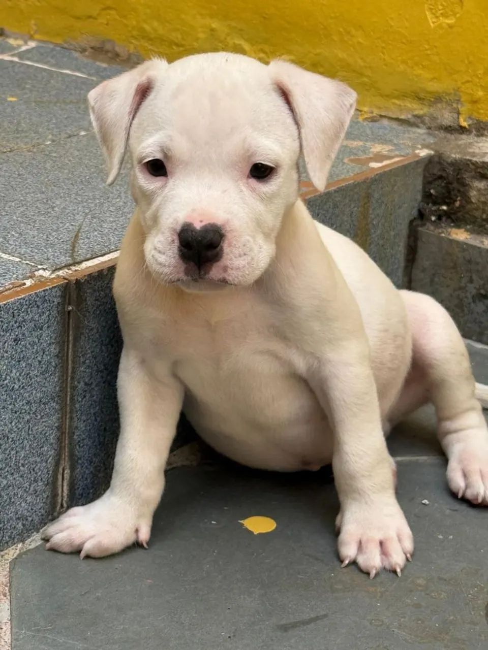 American Bully - Cachorros - Vila Rosali, São João de Meriti 1466658383 ...