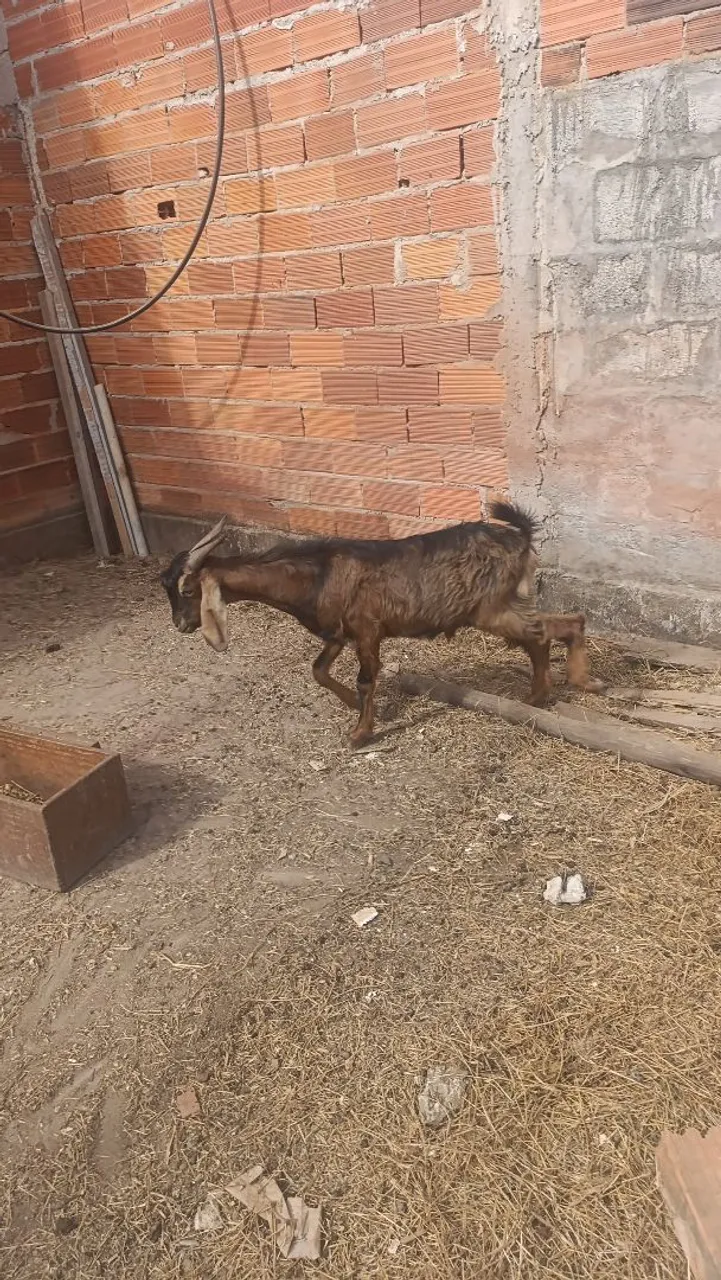 "cabras e cabritos" no Brasil