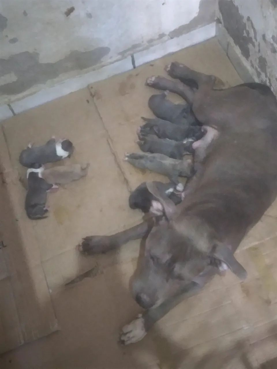FILHOTES DE AMERICAN BULLY(STANDER) - Cachorros - Aeroporto, Fortaleza ...