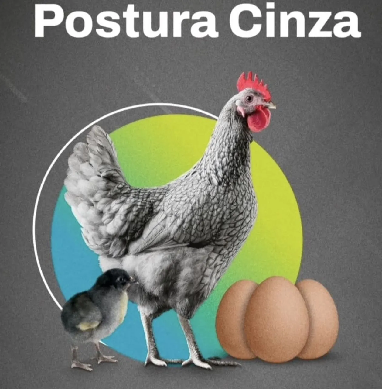 "pintainhas embrapa 051" no Brasil