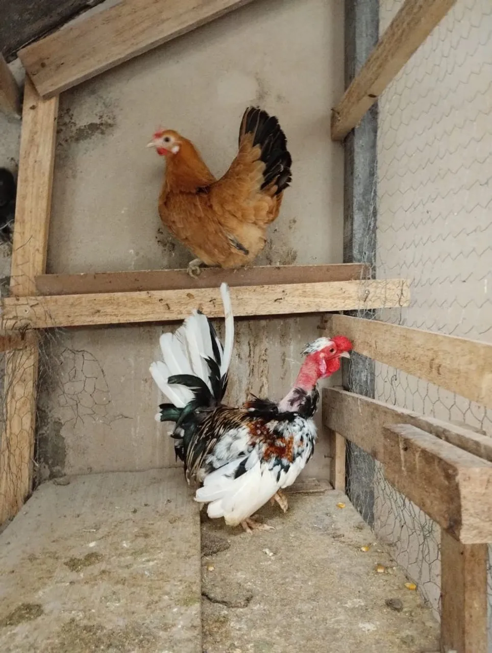 "mini garnizes" no Brasil