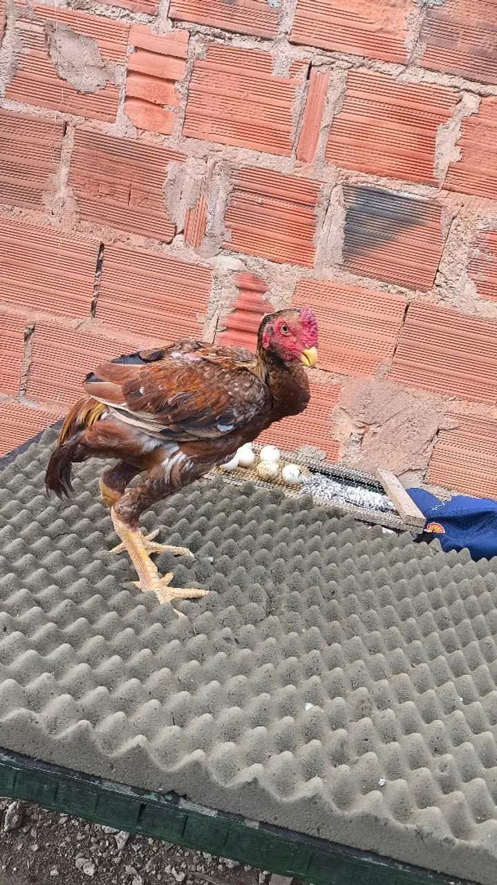 Pet - Animais para agropecuária - Vila Maria Cândida, Montes Claros ...