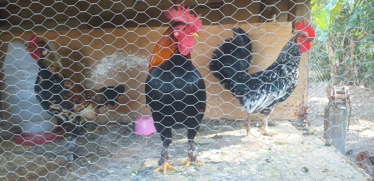 "garnizes" no Brasil