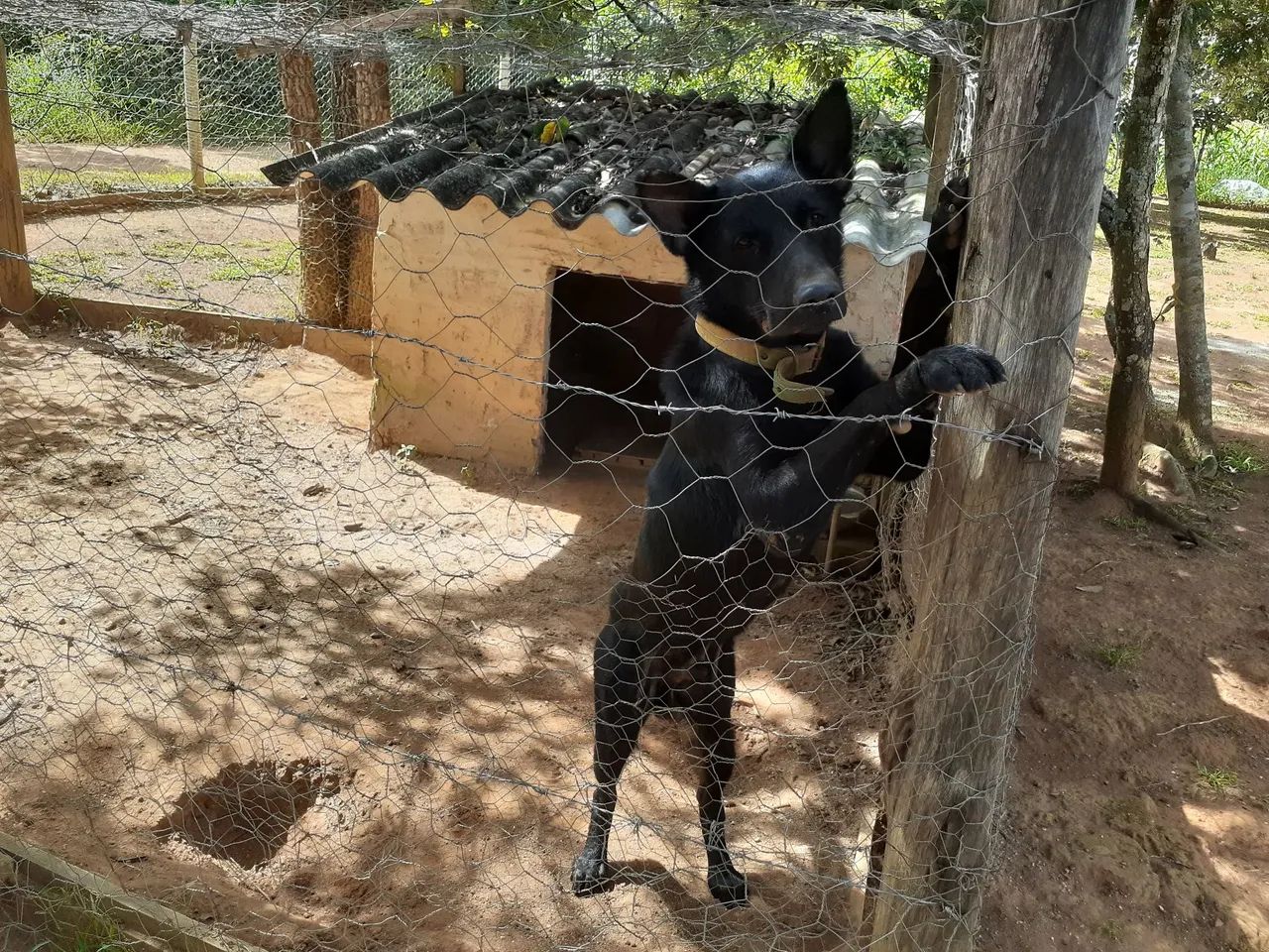 Vende-se cão Pastor Belga puro - Cachorros - Leopoldo de Bulhões ...