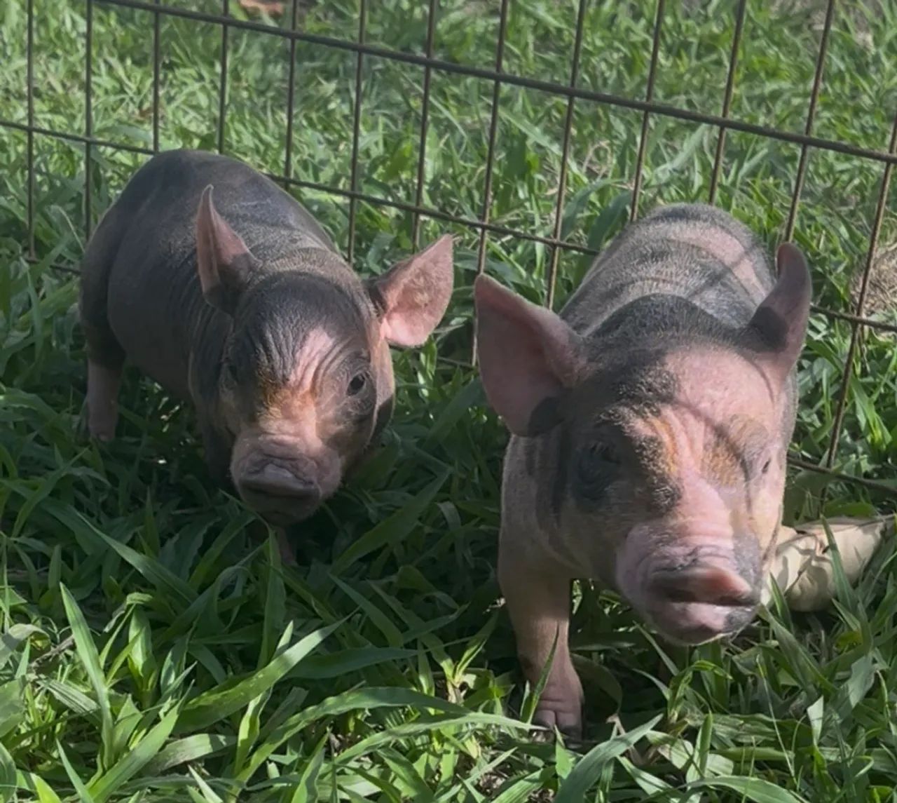 Mini Porco, Mini Pig machos - Outros animais - Centro (Papucaia ...
