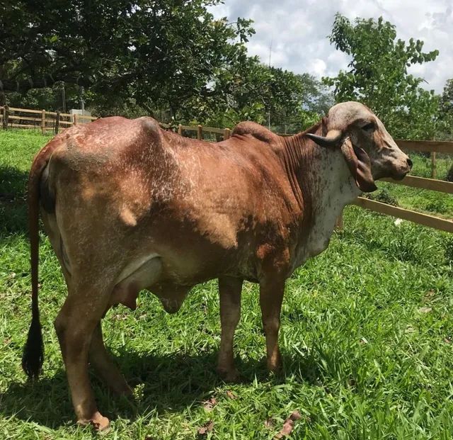 "vacas gir leiteiro" no Brasil