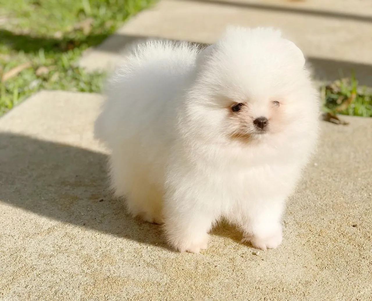 "mini lulu da pomerania" - Cachorros no Brasil