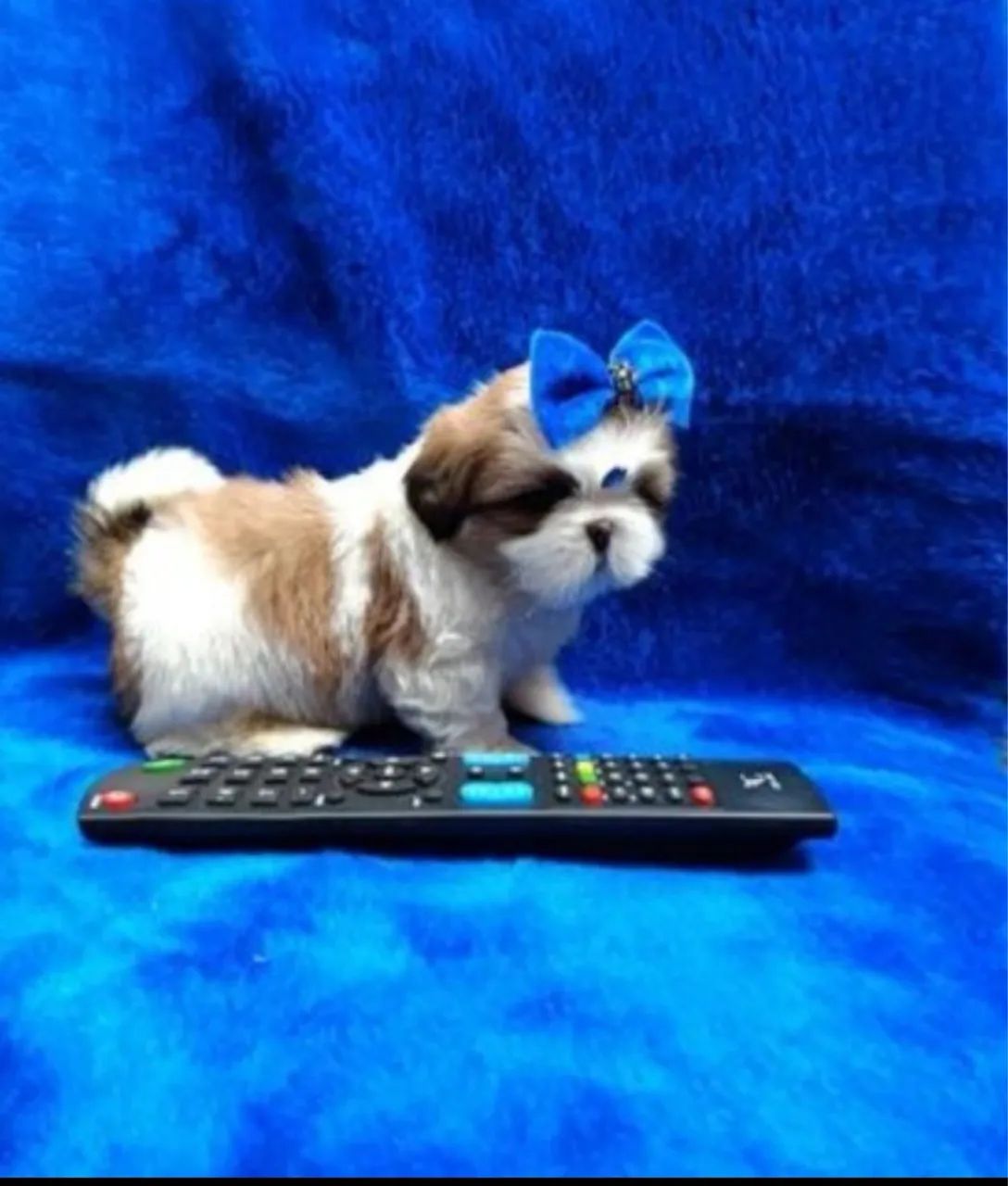 Mini shitzu filhotes a pronta entrega com garantia e kit - Cachorros ...