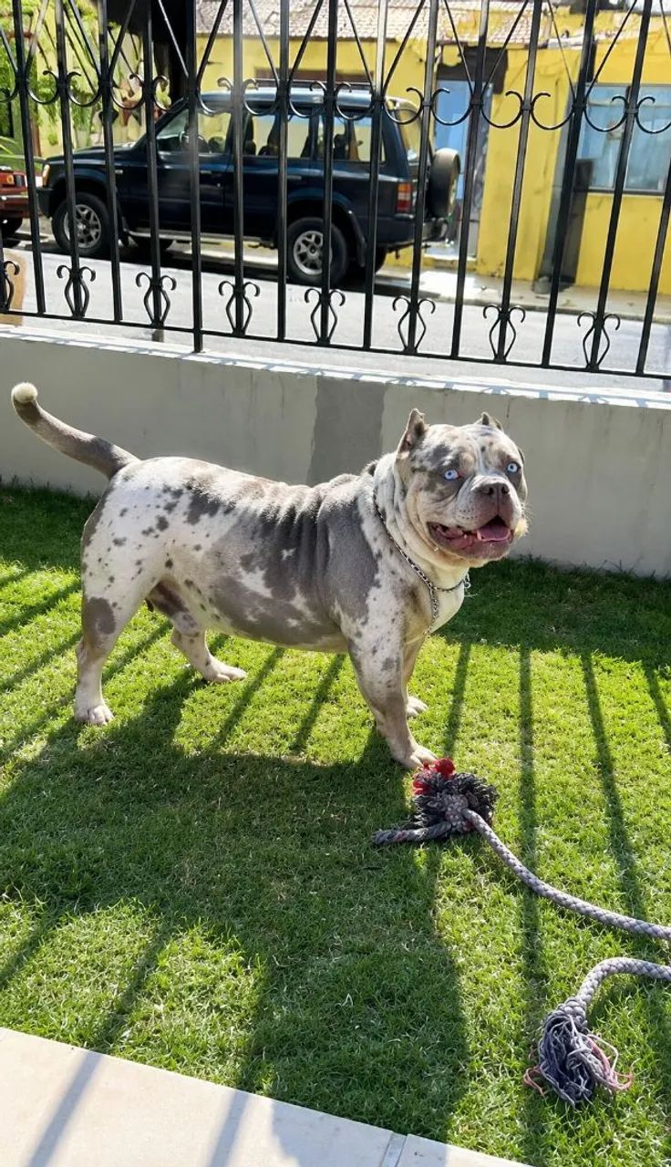 American Bully micro - Cachorros - Centro, Francisco Beltrão 1505075720 ...