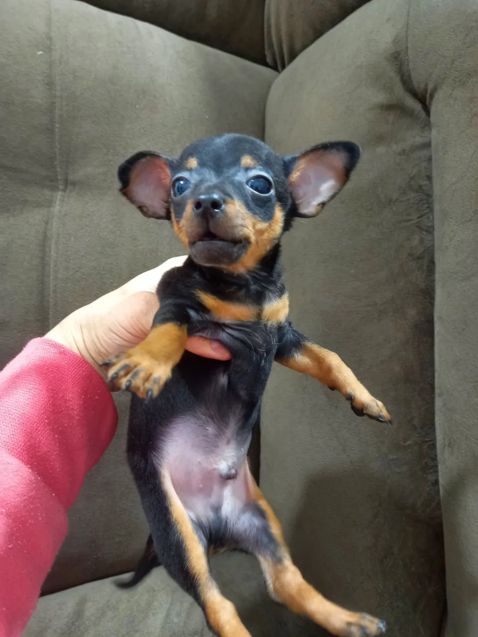 "pinscher micro" - Cachorros no Brasil