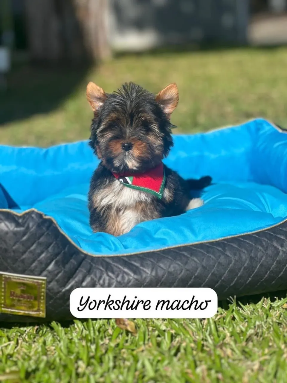 "filhotes de yorkshire puros" - Cachorros no Brasil