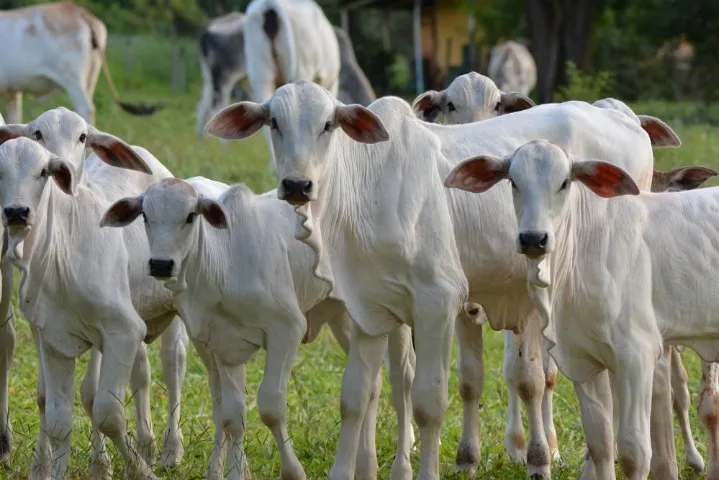 "bezerro nelore" - Animais para agropecuária no Brasil