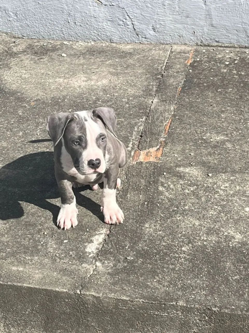 American bully macho - Cachorros - Lagoa Grande, Feira de Santana ...