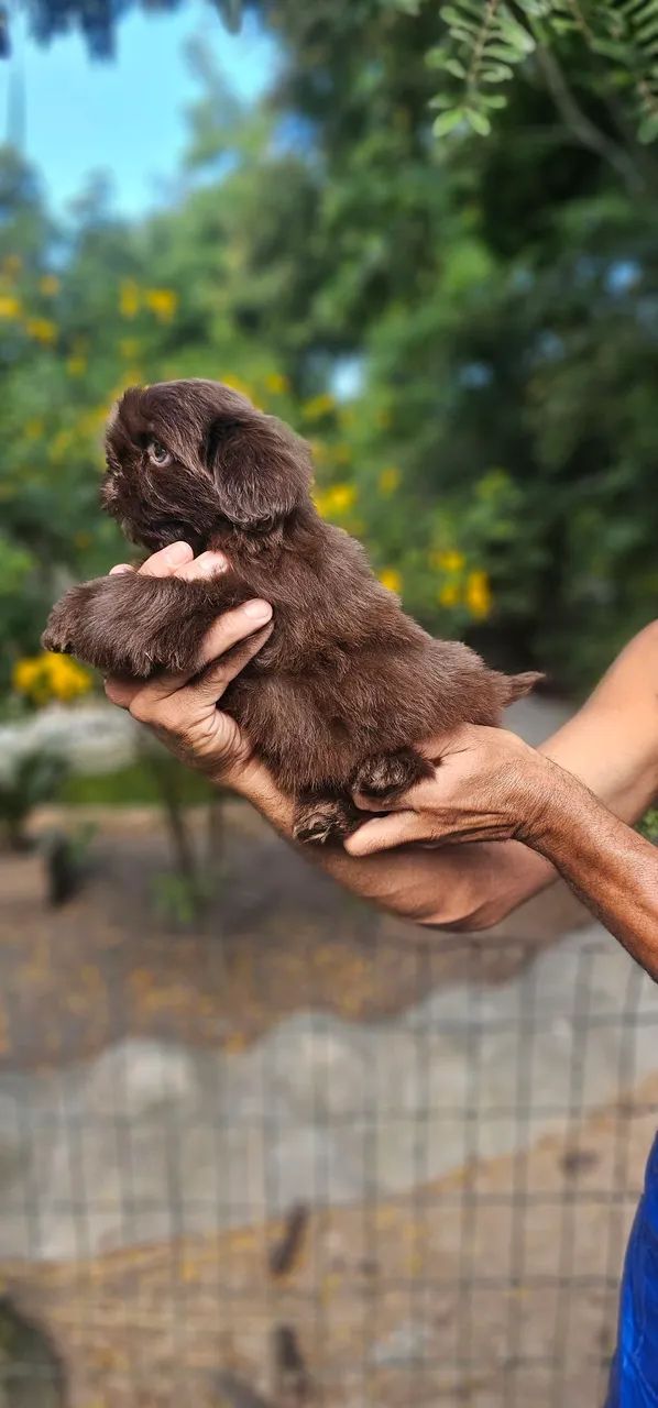 Shih Tzu Macho pequenino Chocolate 100% - Cachorros - Maravista ...