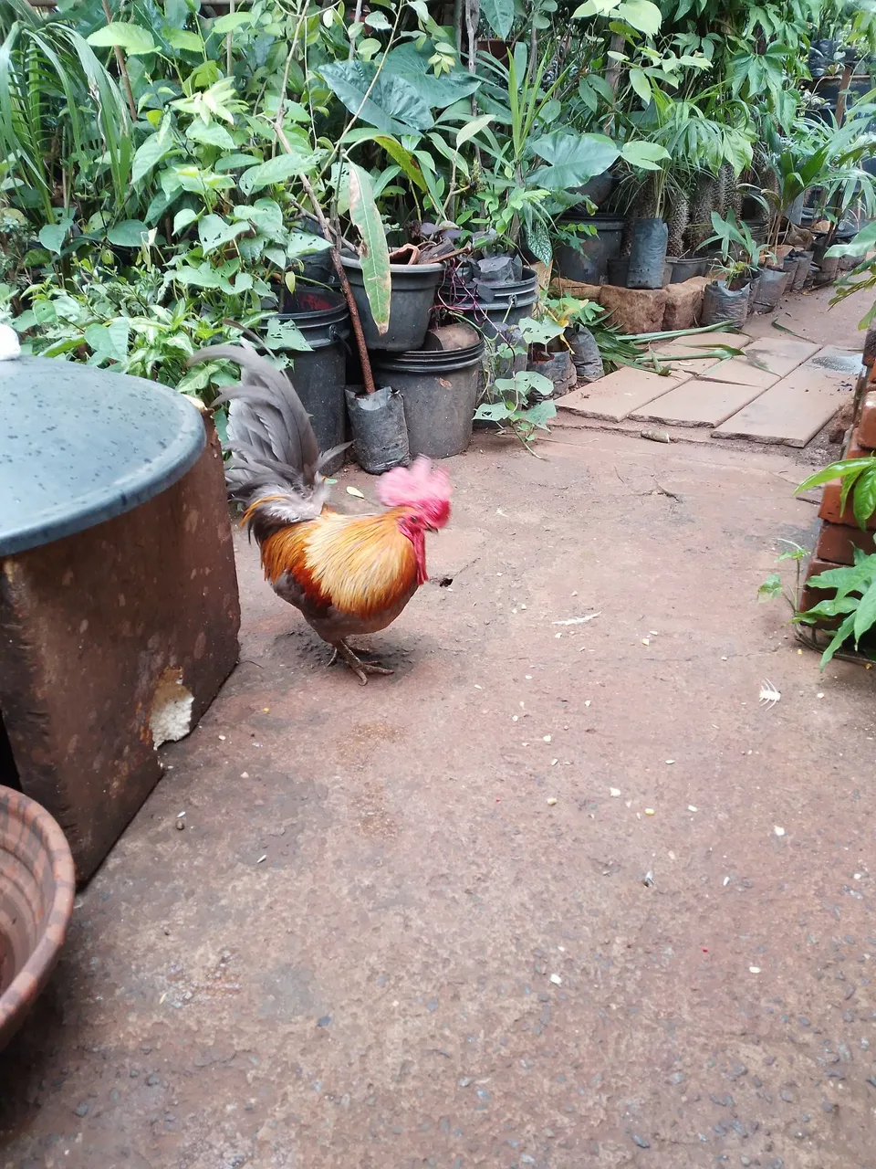 "garnizes" no Brasil