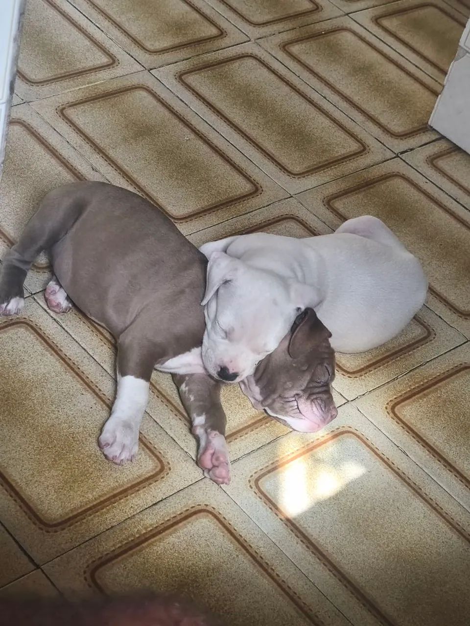 American Bully - Cachorros - Vila Rosali, São João de Meriti 1466658383 ...