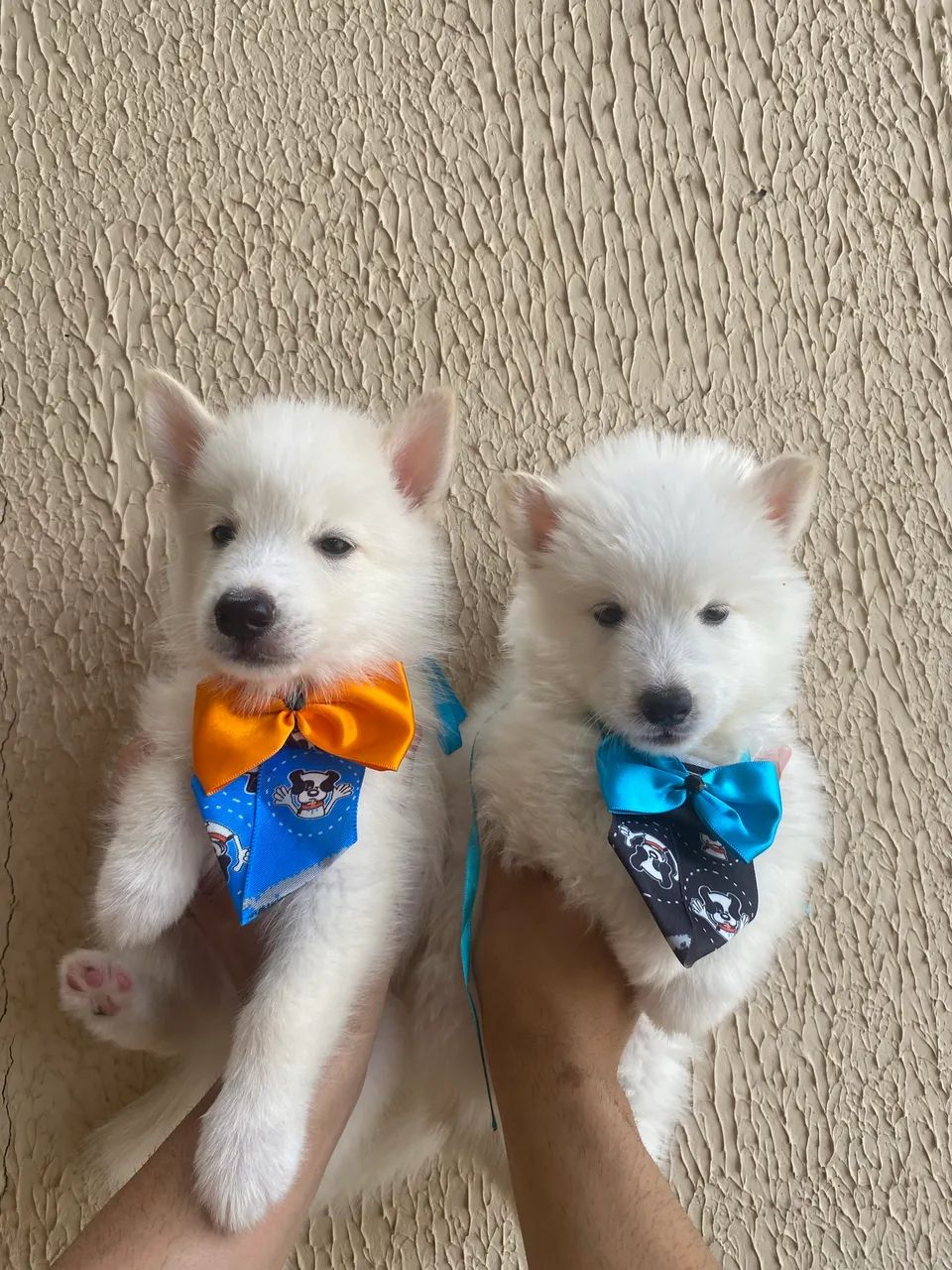 Husky Siberiano - Cachorros - Tiradentes, Juazeiro do Norte 1468032617 ...