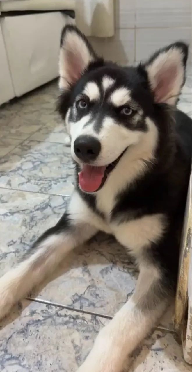 Husky Siberiano Pedigree CBKC - Cachorros - Banco de Areia, Mesquita ...