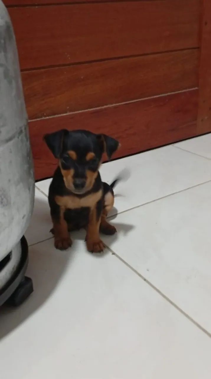 Filhote de pinscher 2 - Cachorros - Nossa Senhora de Nazaré, Natal ...
