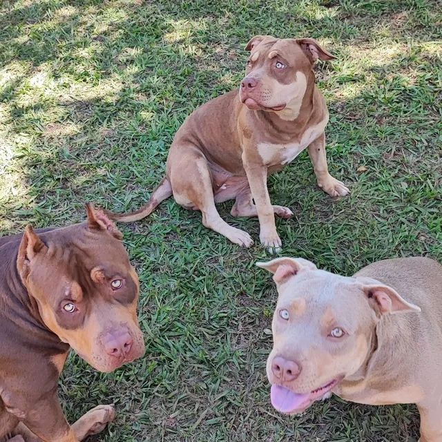 "pit monster cobertura" no Brasil