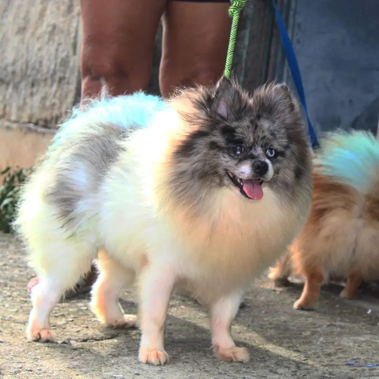 "spitz merle" no Brasil