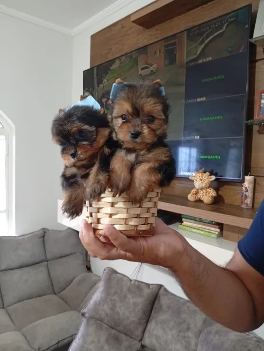 "yorkshire terrier mini" - Cachorros no Brasil