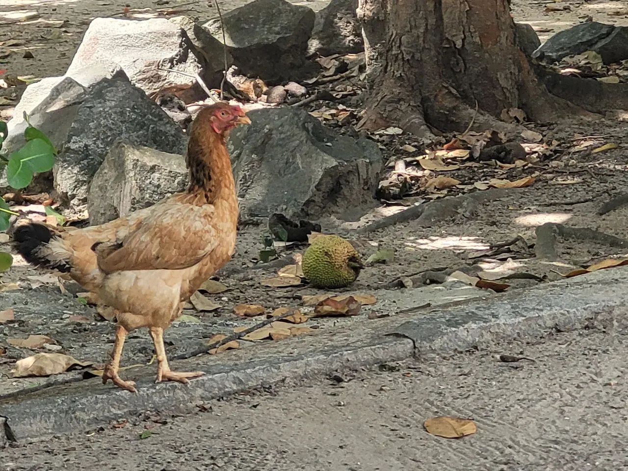 Galinhas caipiras vivas - Animais para agropecuária - Guajeru ...