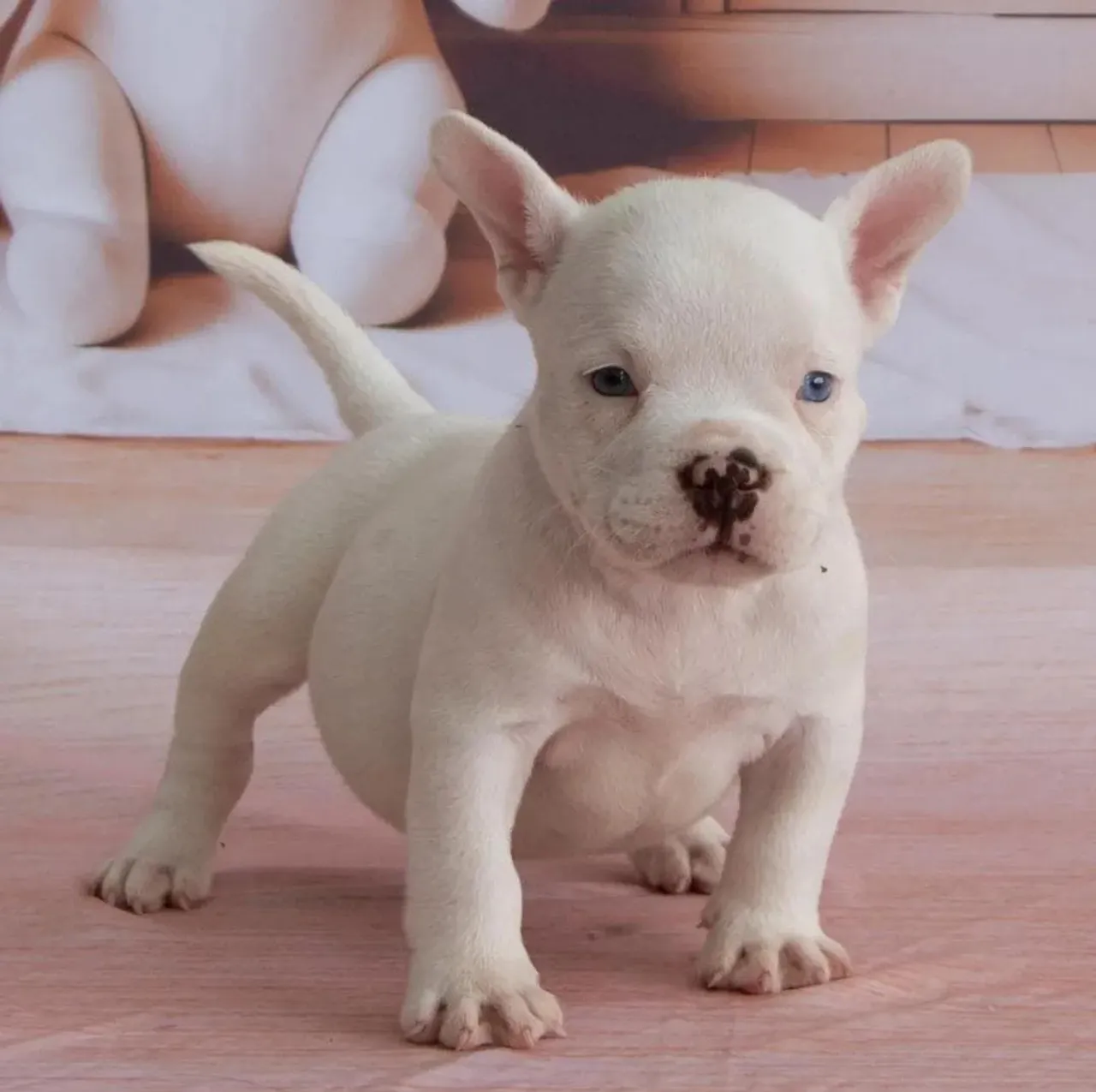 "american bully micro" - Cachorros no Brasil