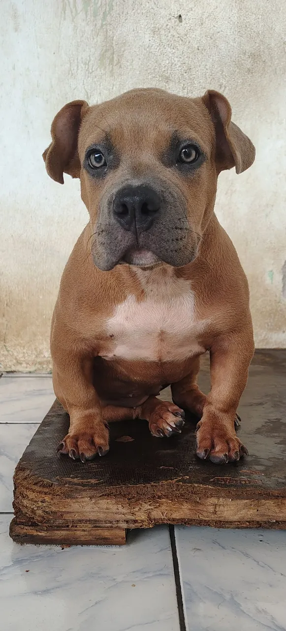 "filhotes de american bully" - Cachorros no Brasil